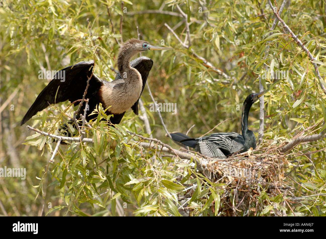 Pair of nesting anhingas (Anhinga anhinga Stock Photo - Alamy
