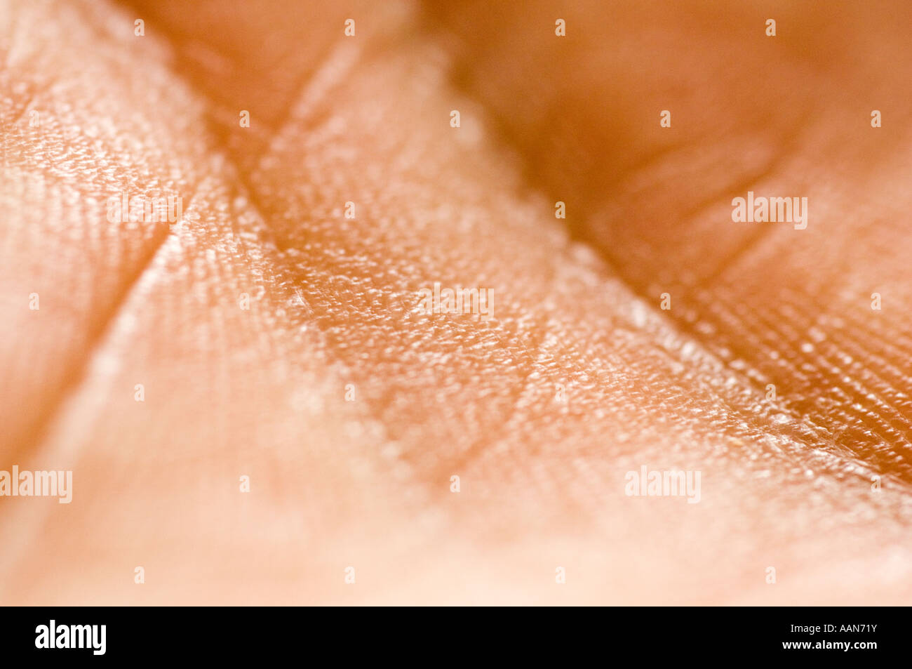 macro photography of a human hand Stock Photo - Alamy