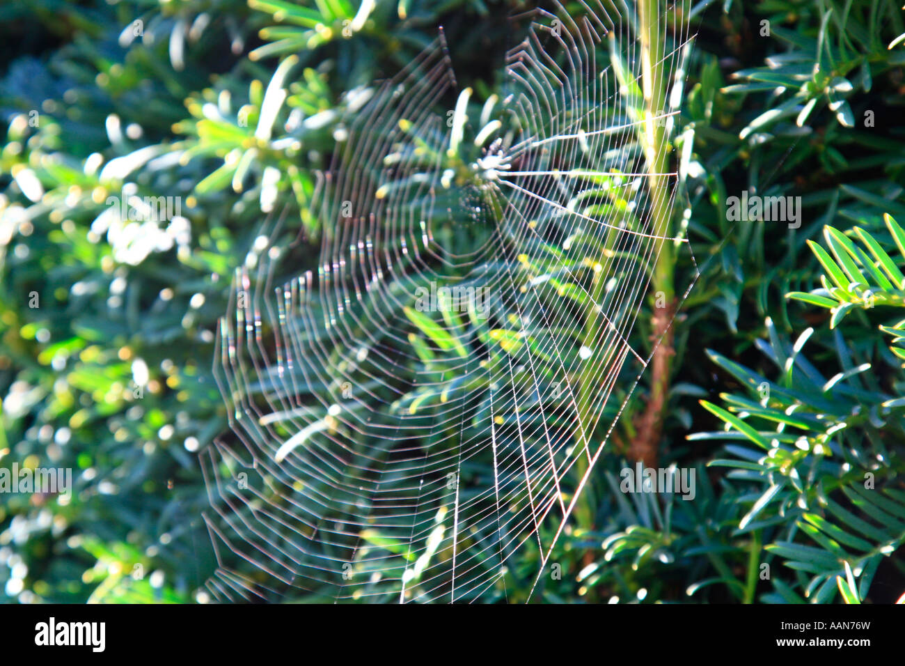 Spiders web on a yew hedge catching the sunlight Stock Photo - Alamy