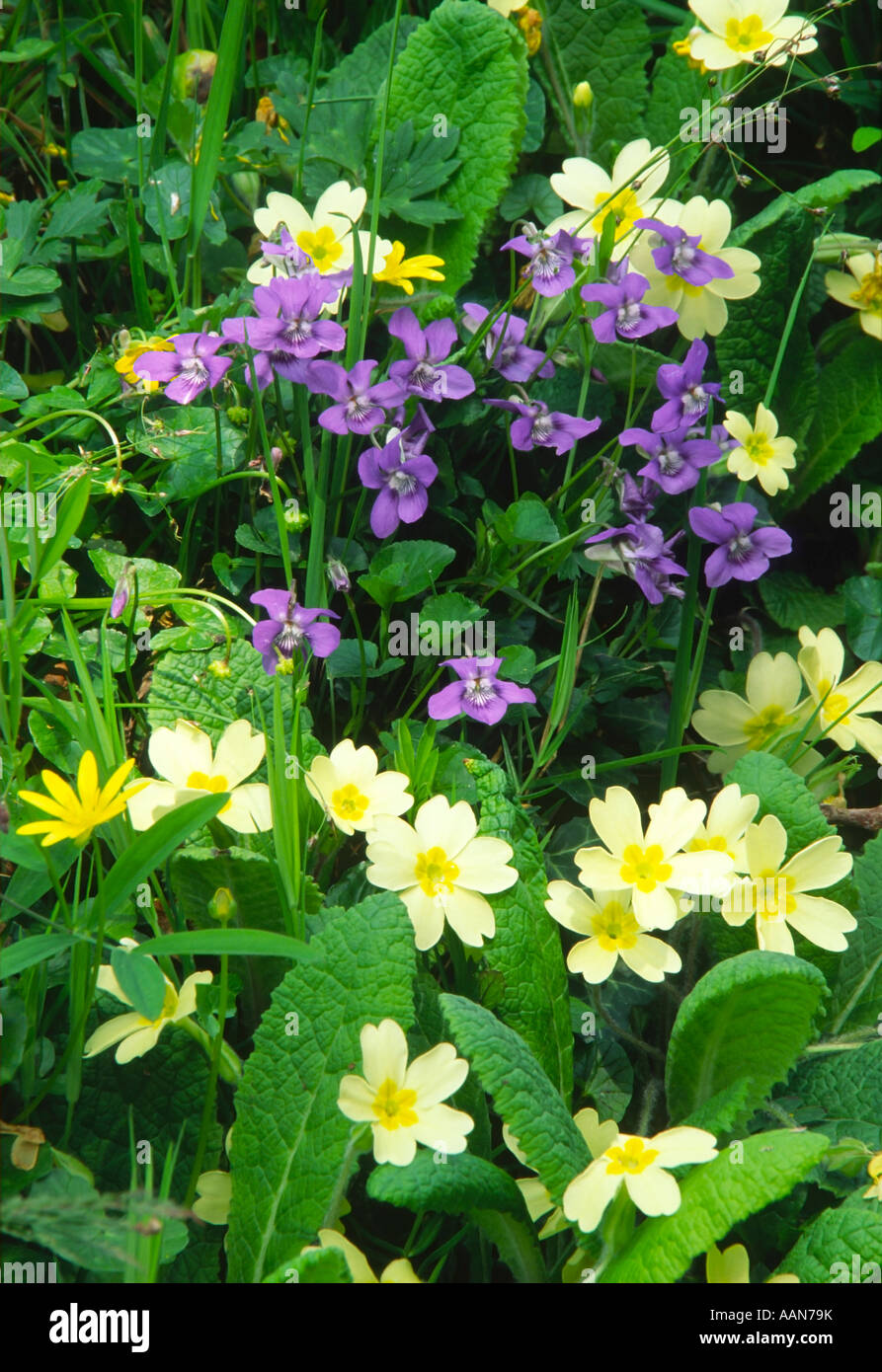 Devon spring wildflowers hi-res stock photography and images - Alamy