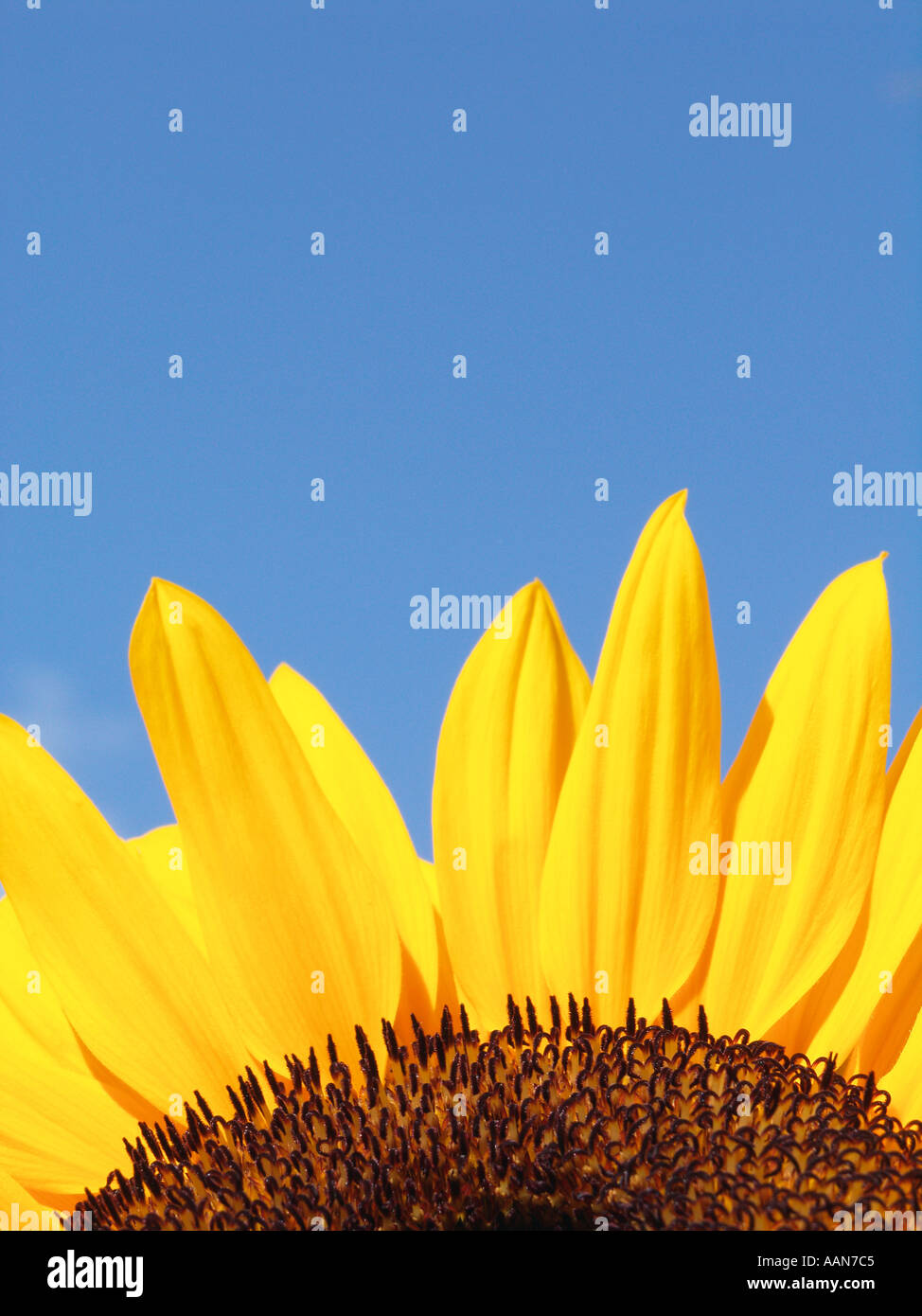 Sunflower section hi-res stock photography and images - Alamy