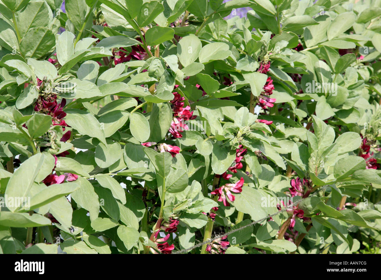 Red flowered broad beans Vicia faba Stock Photo - Alamy