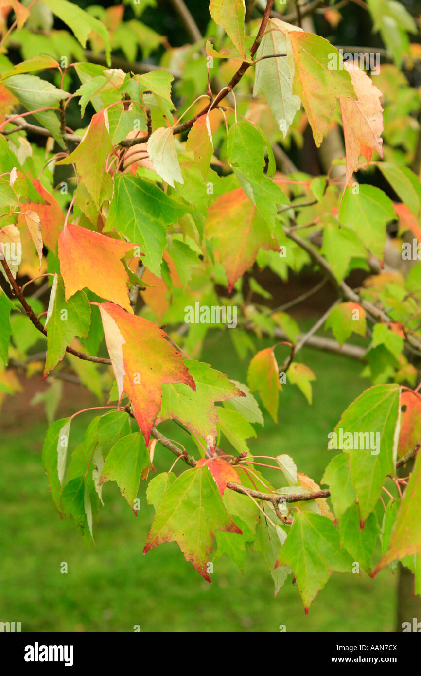 Snakebark maple Acer species at Westonbirt arboretum in Gloucestershire ...