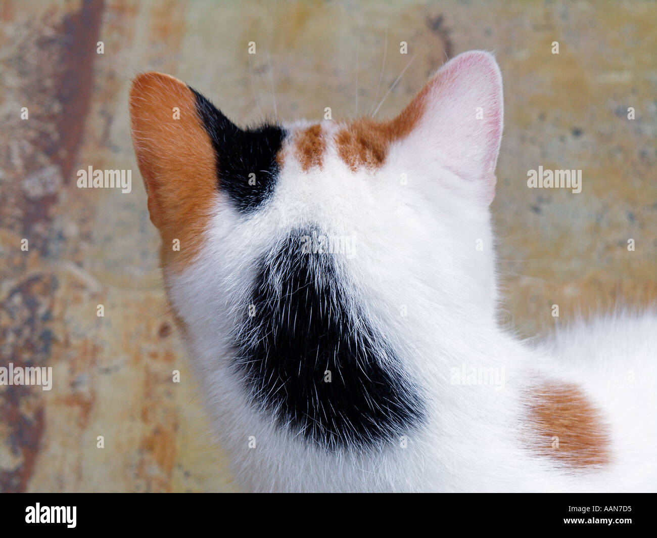 REAR VIEW OF A cat's HEAD Stock Photo - Alamy