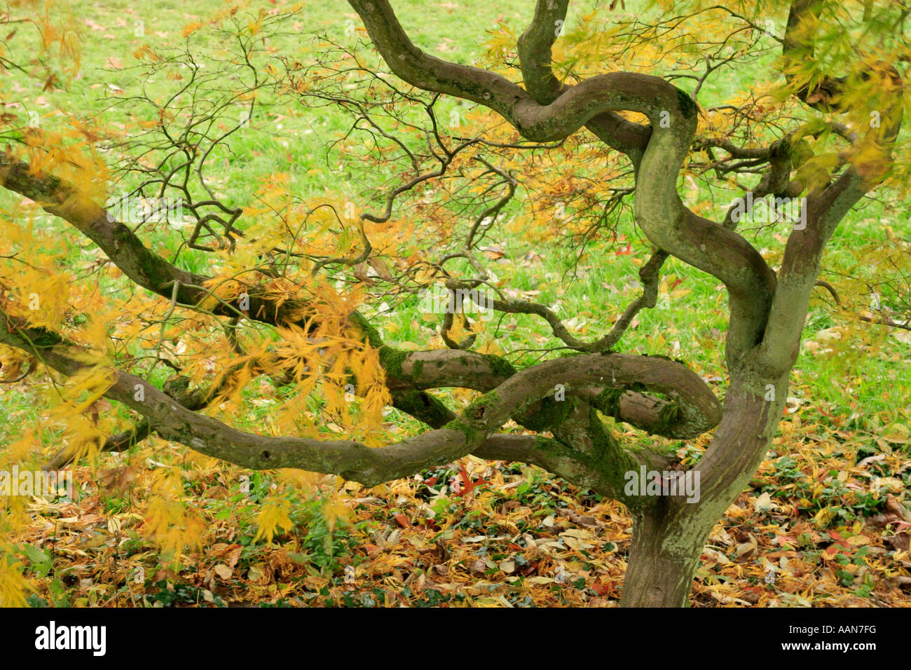 Contorted branches of Acer dissectum at Westonbirt arboretum in ...