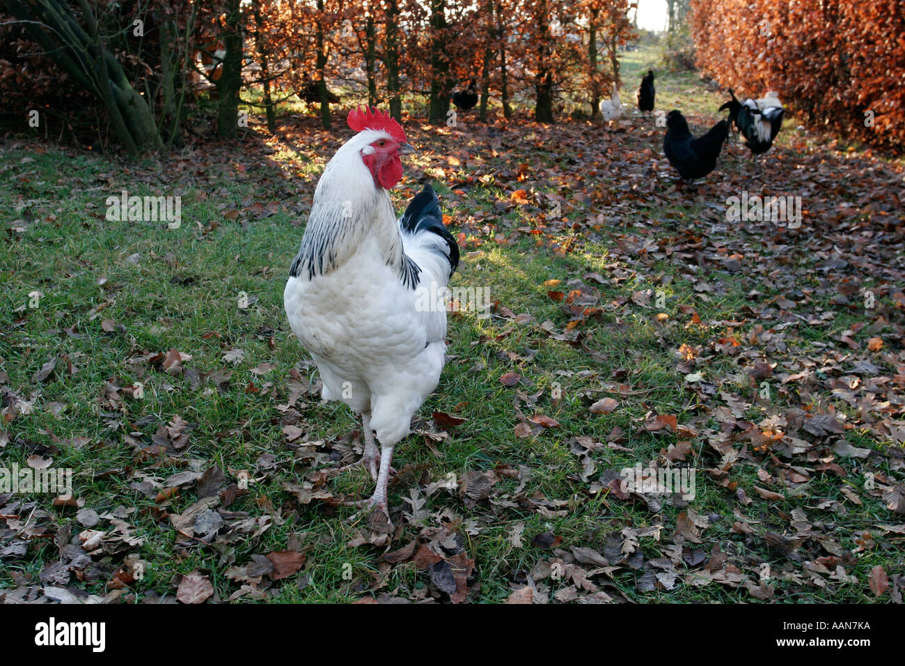 Free range chicken Hampshire England Stock Photo - Alamy