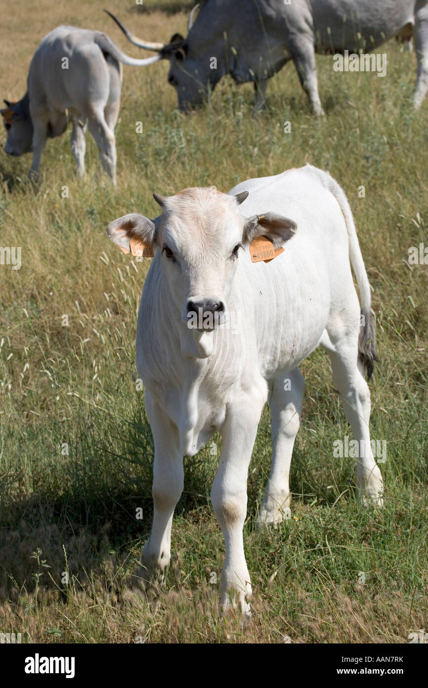 Animal tuscany bovine italy hi-res stock photography and images - Alamy