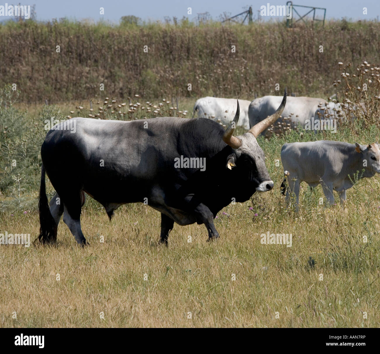 Ancient italian breed hi-res stock photography and images - Alamy