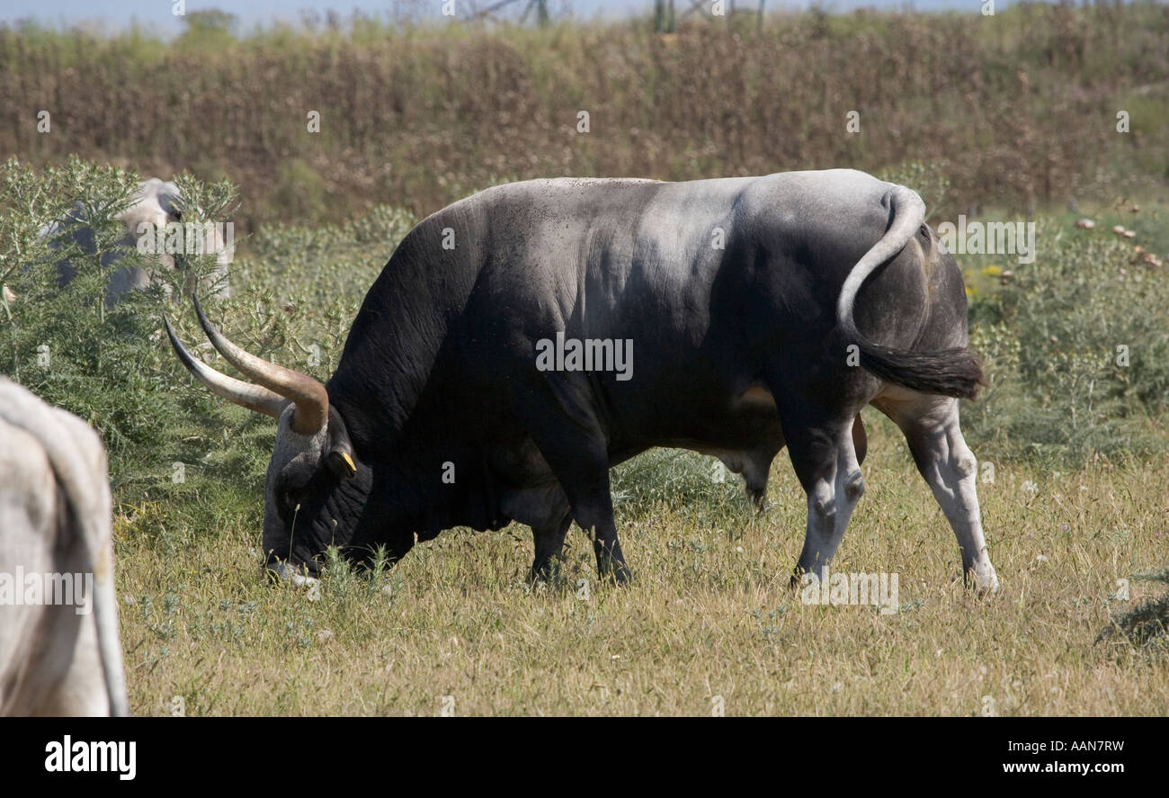 Ancient italian breed hi-res stock photography and images - Alamy