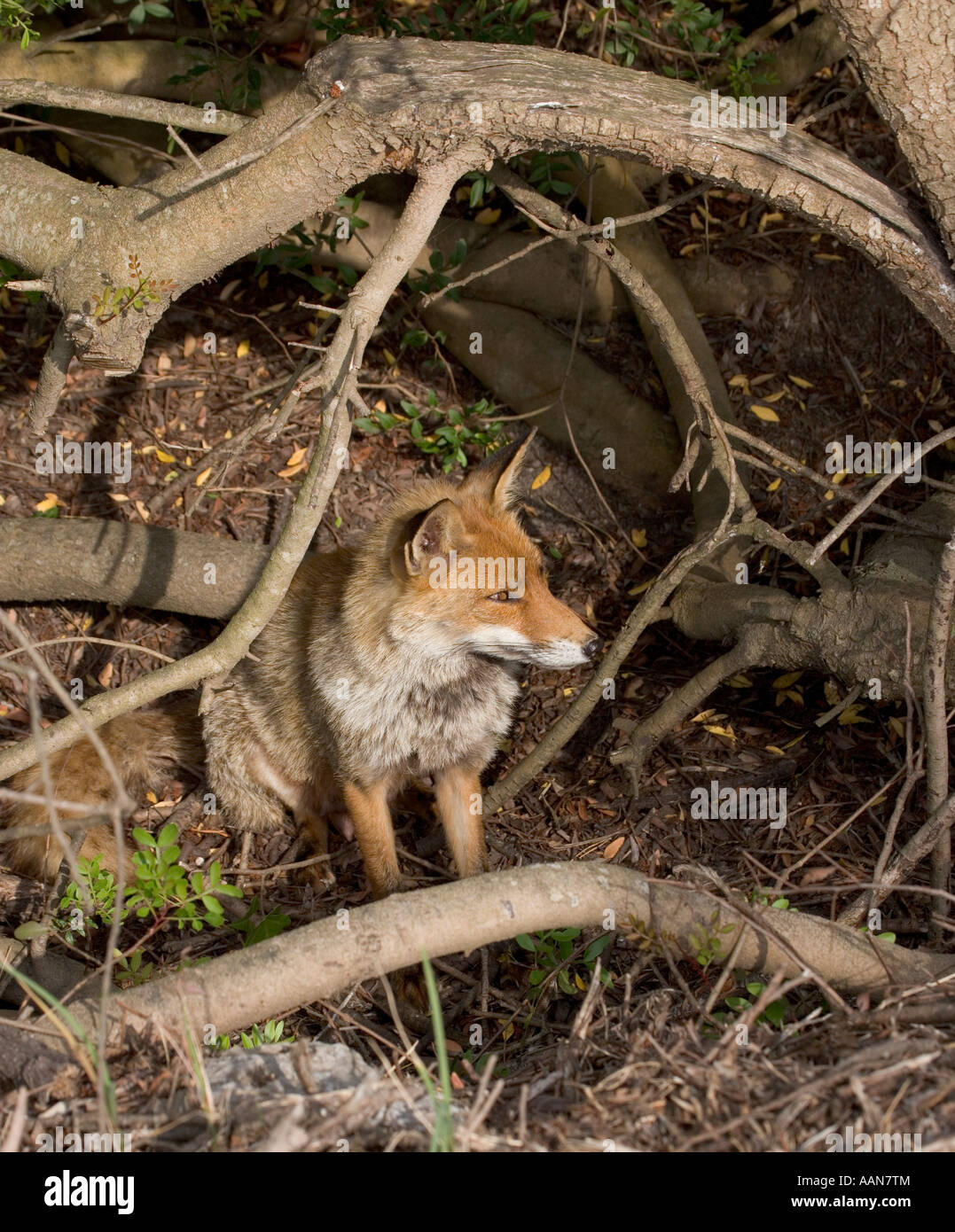 Italy Europe European Union Italian Member Western fox Stock Photo - Alamy