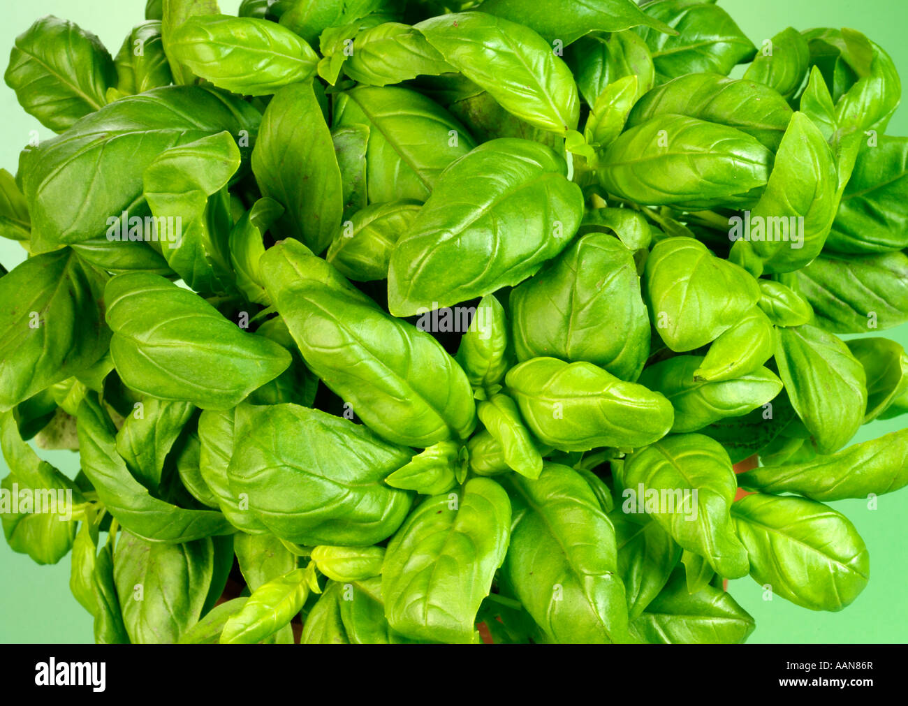 BASIL PLANT CLOSE UP Stock Photo - Alamy