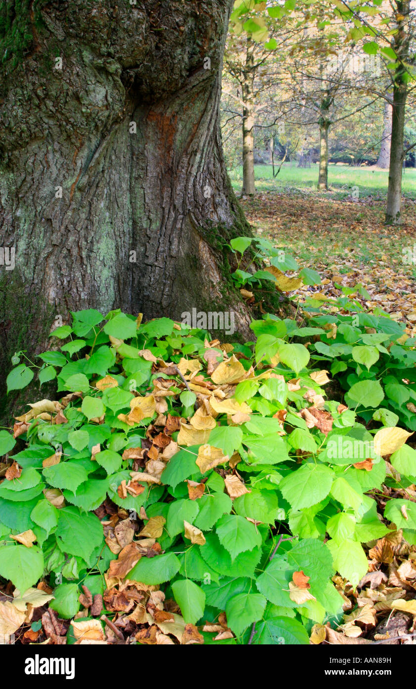 Fresh growth on the lime trees Tilia species scattered with newly ...