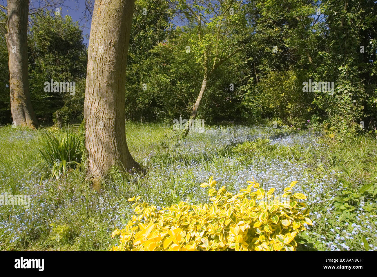 woodland in Spring Stock Photo - Alamy