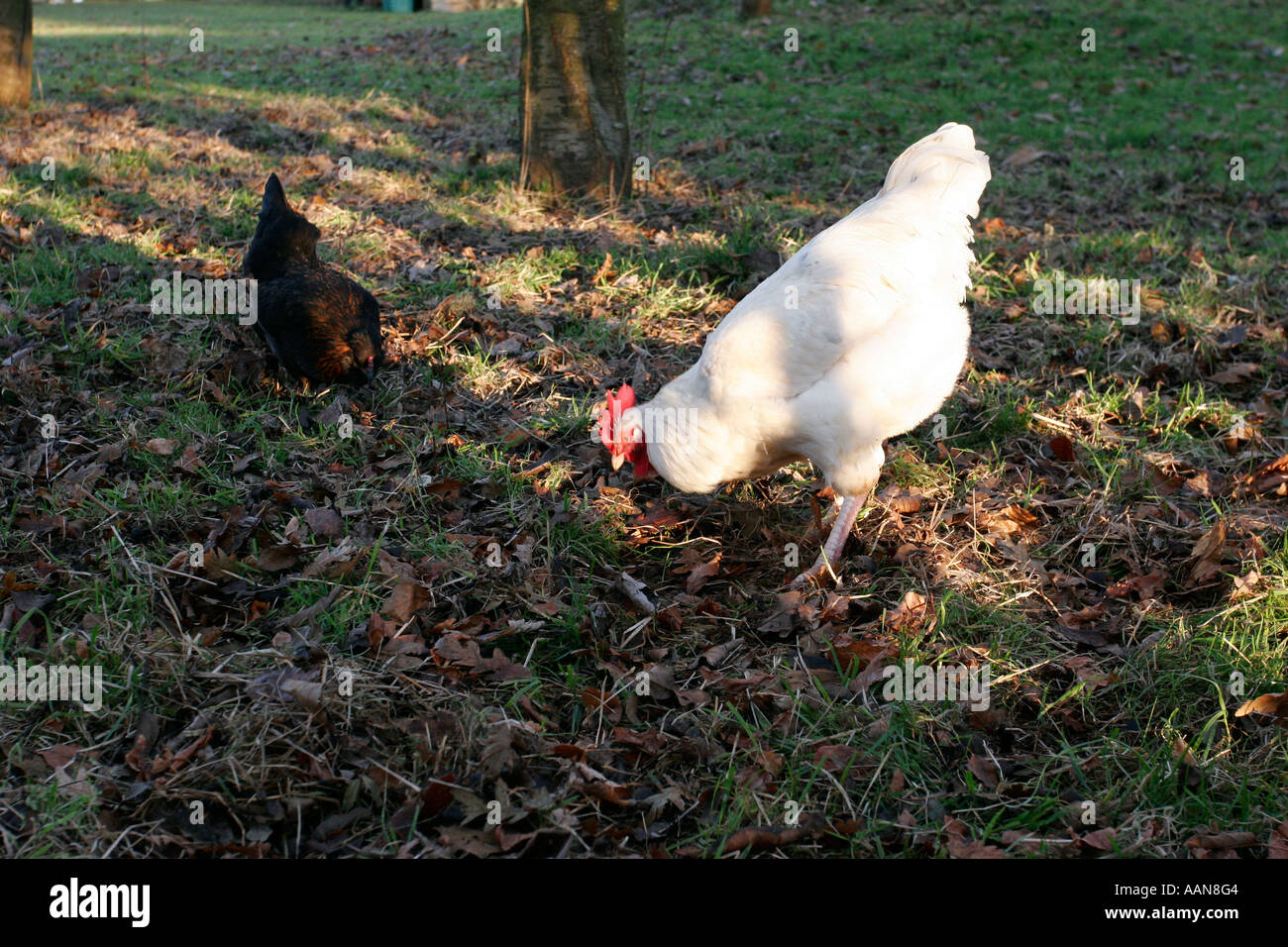 Free range chicken Hampshire England Stock Photo - Alamy