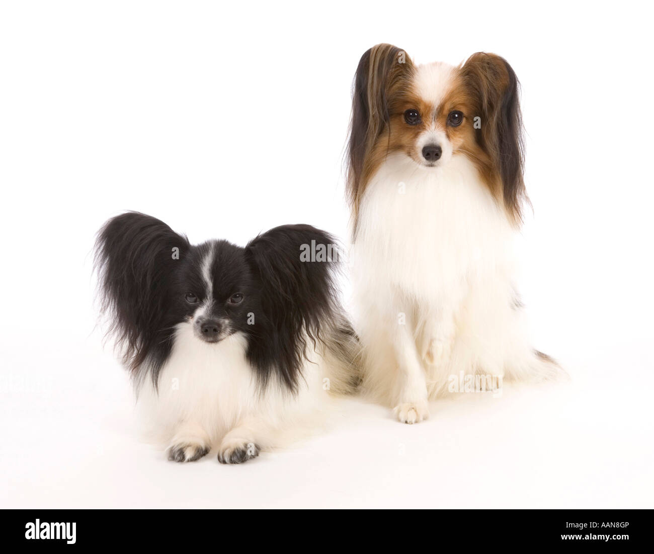 papillon dogs in studio Stock Photo - Alamy