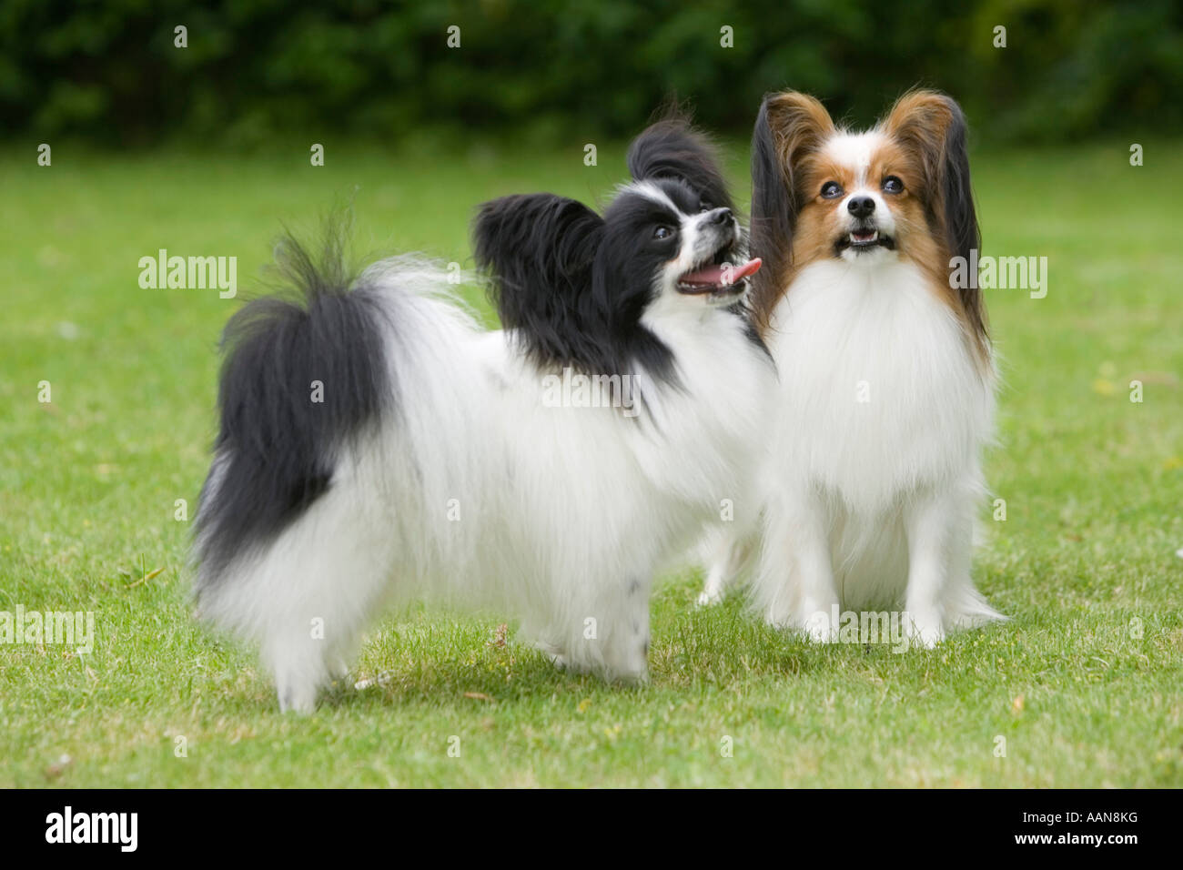 Quality bred dogs hi-res stock photography and images - Alamy