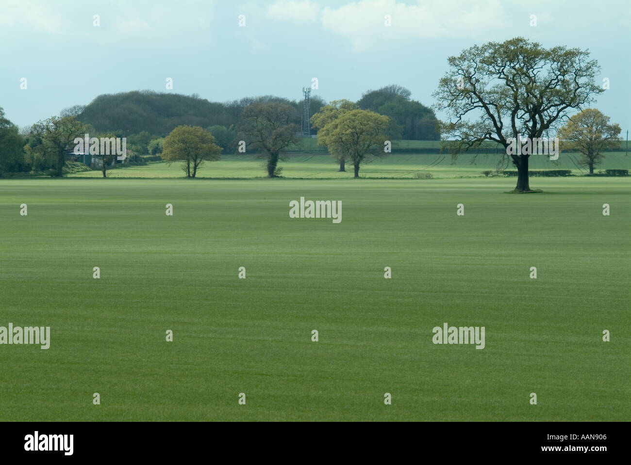 field of turf grass lawn turfing green sward sod land Stock Photo - Alamy