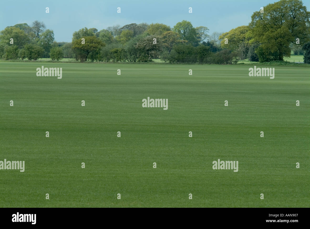 field of turf grass lawn turfing green sward sod land Stock Photo - Alamy