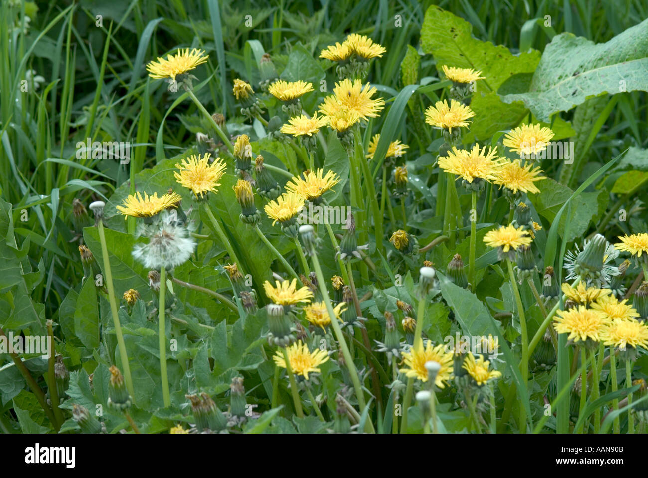dandylion weed in the grass summer yellow flowers flora countryside ...