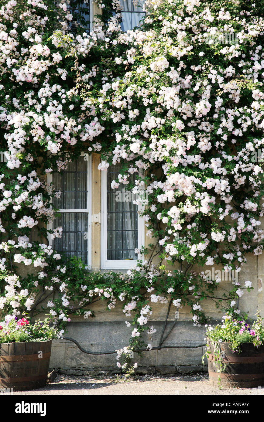 Country cottage roses hi-res stock photography and images - Alamy