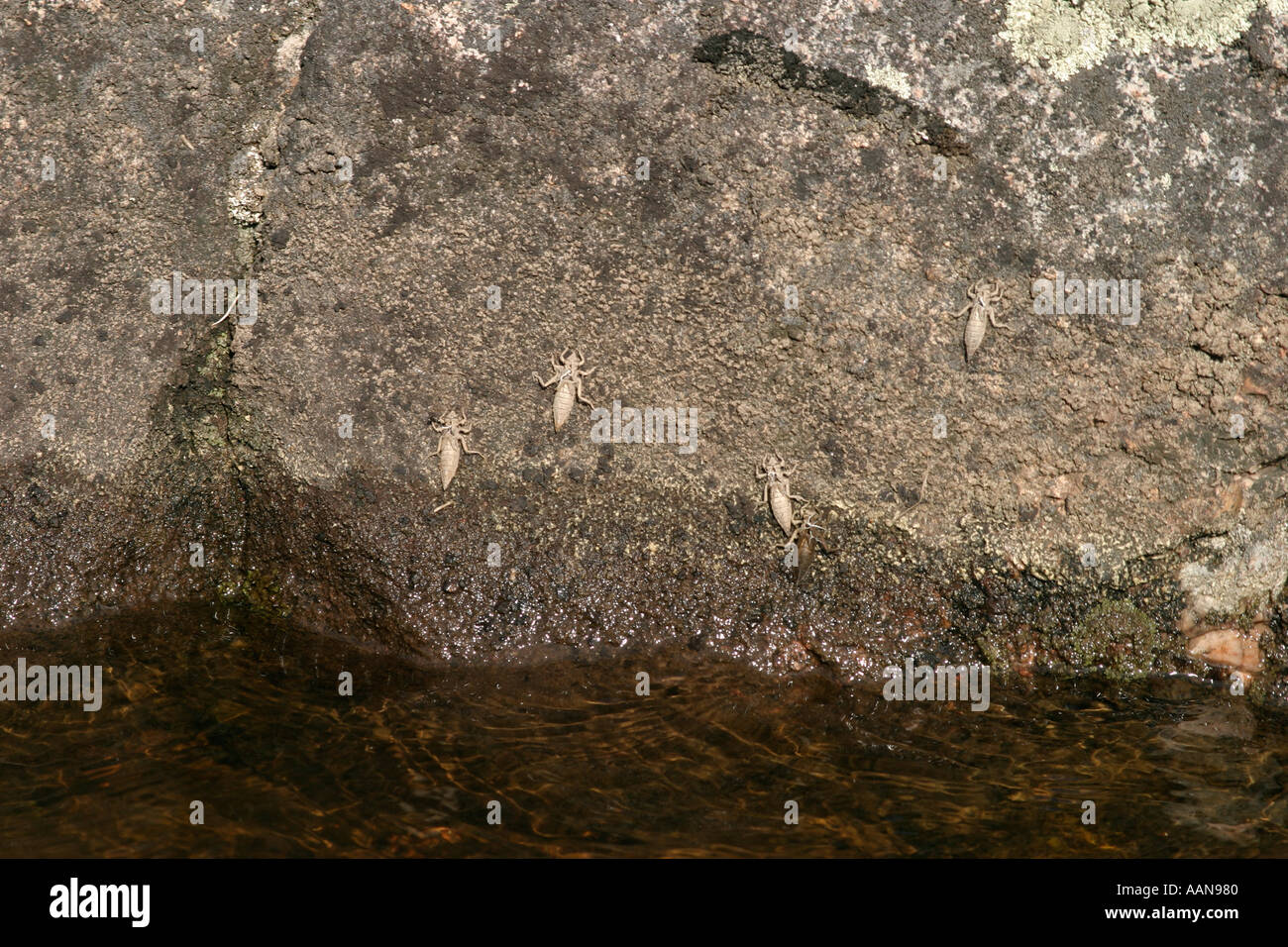 Waterline on Rock with Insects Stock Photo - Alamy