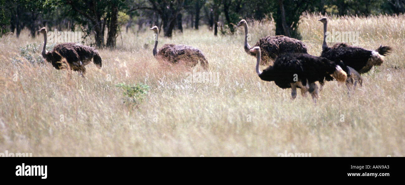 Ostrich family in safari park Transvaal SOUTH AFRICA Stock Photo - Alamy