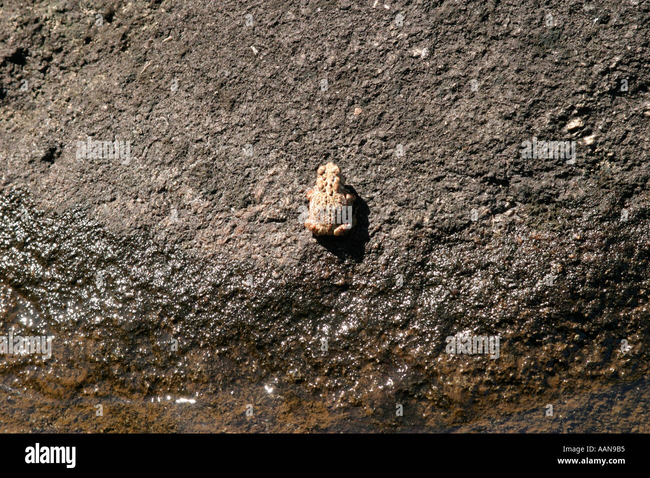 Amphibious aquatic camouflage camouflaged hi-res stock photography and ...
