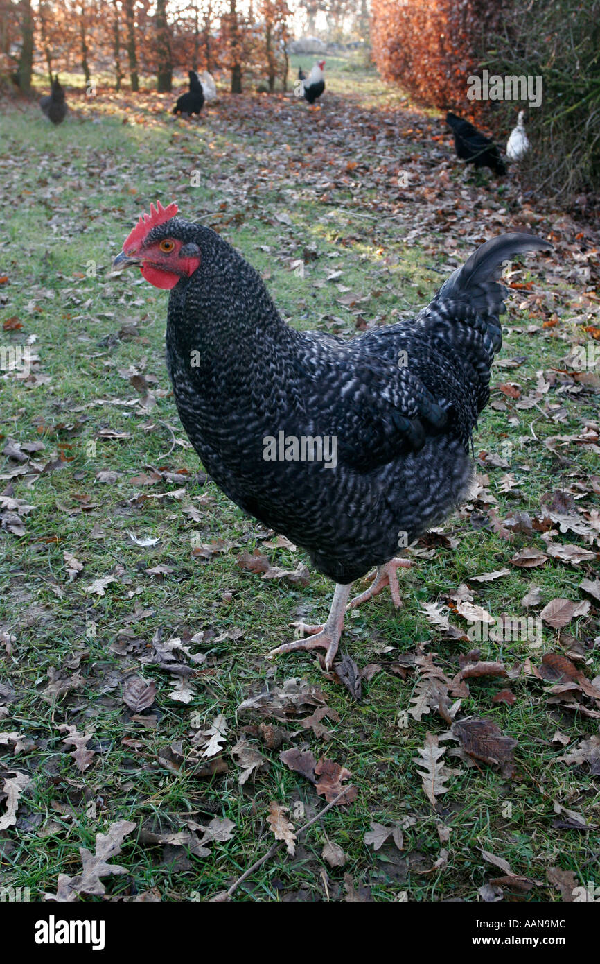 Free range chicken Hampshire England Stock Photo - Alamy