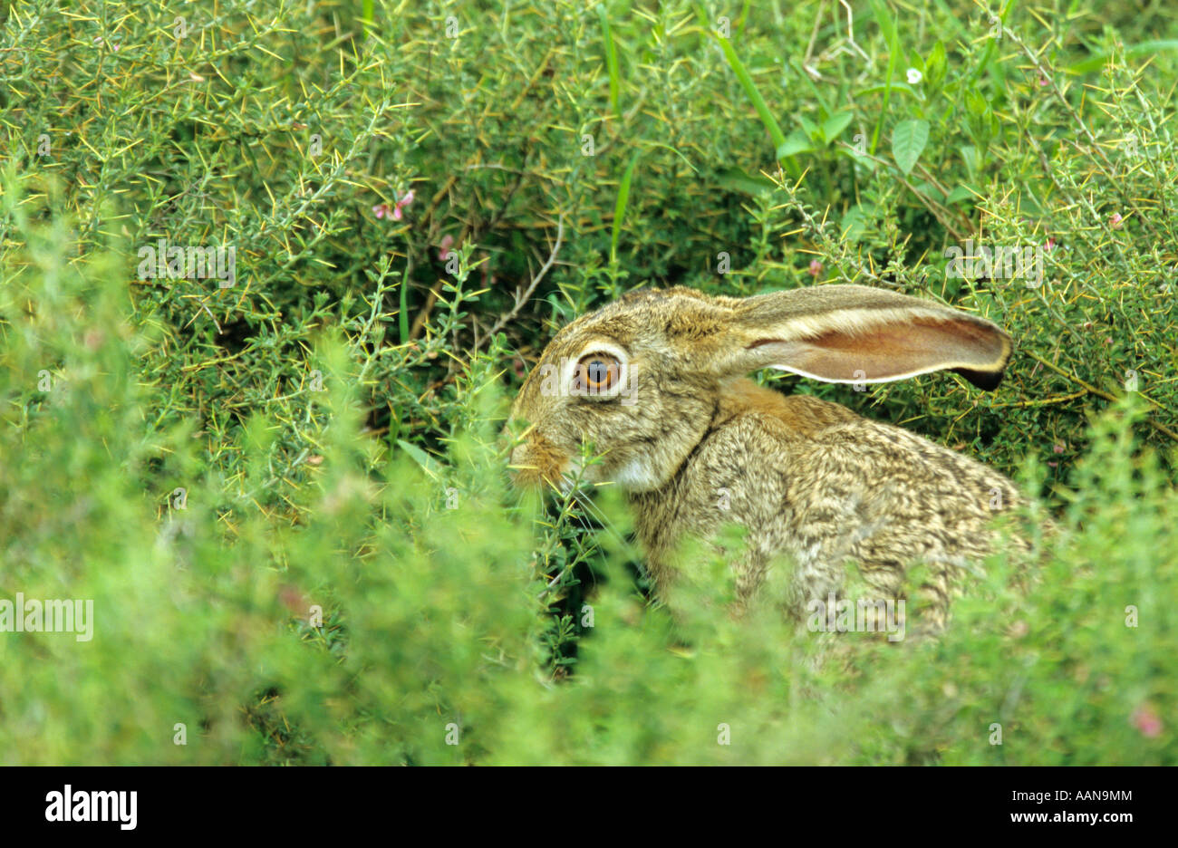 African Hare Lepus capensis looking out from some long grass on the ...