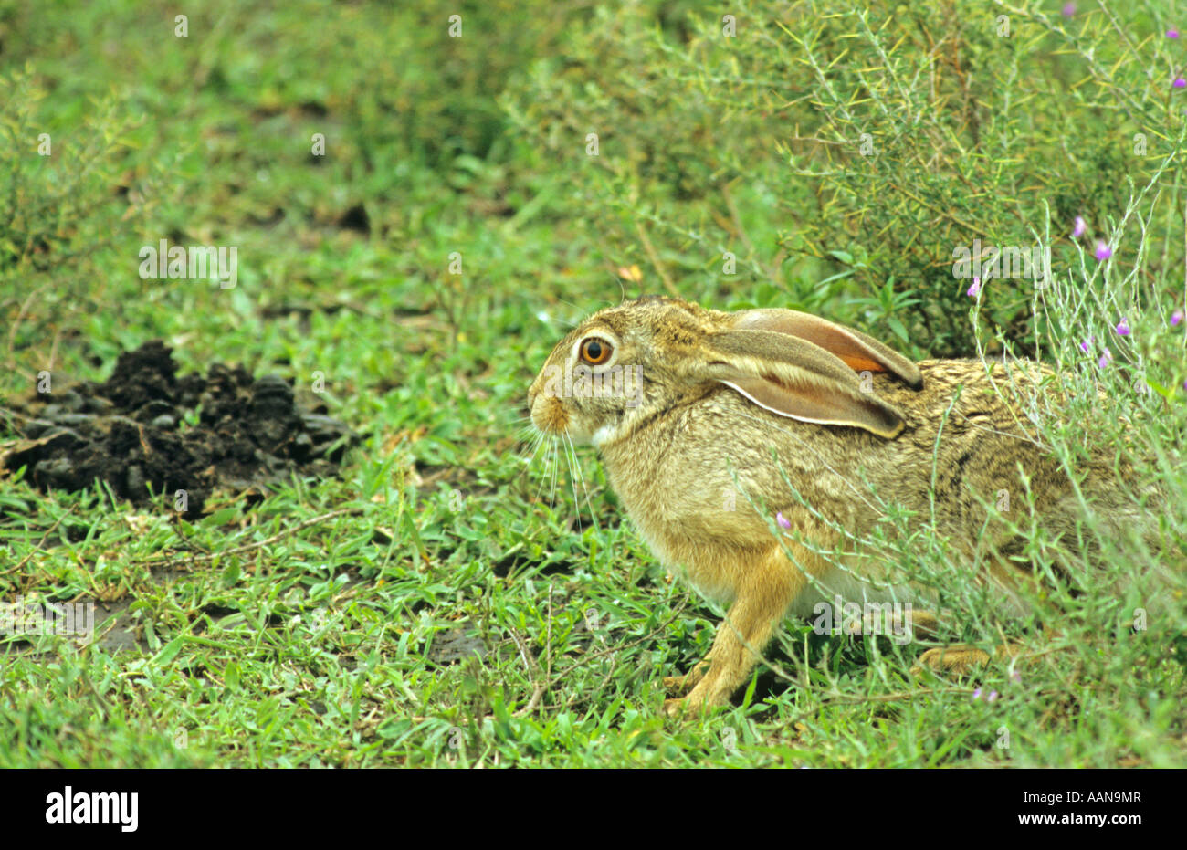 African Hare Lepus capensis looking out from some long grass on the ...