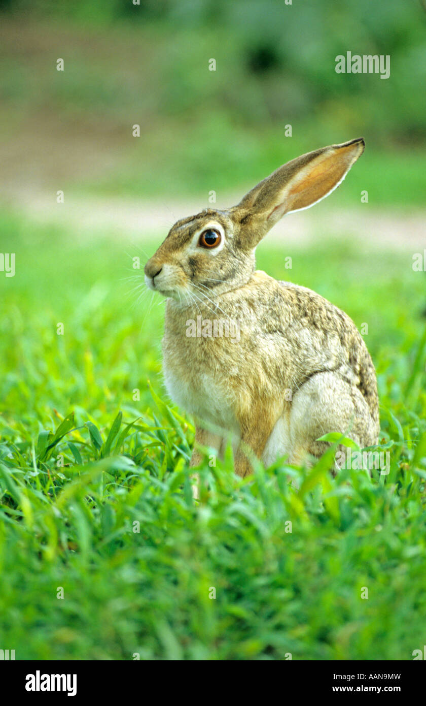 African Hare Lepus capensis sitting in some grass on the Serengeti East ...