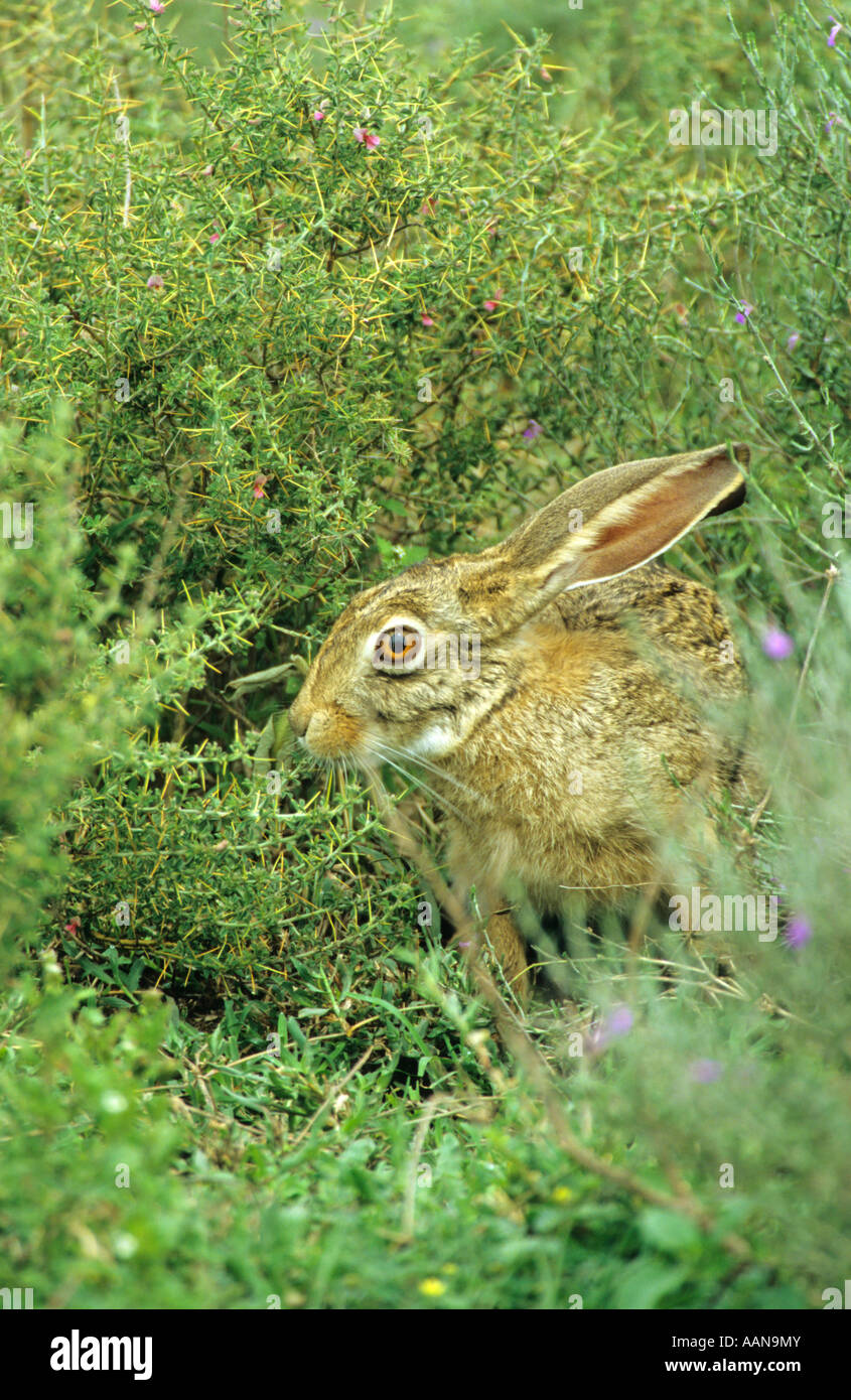 African hare hiding hi-res stock photography and images - Alamy