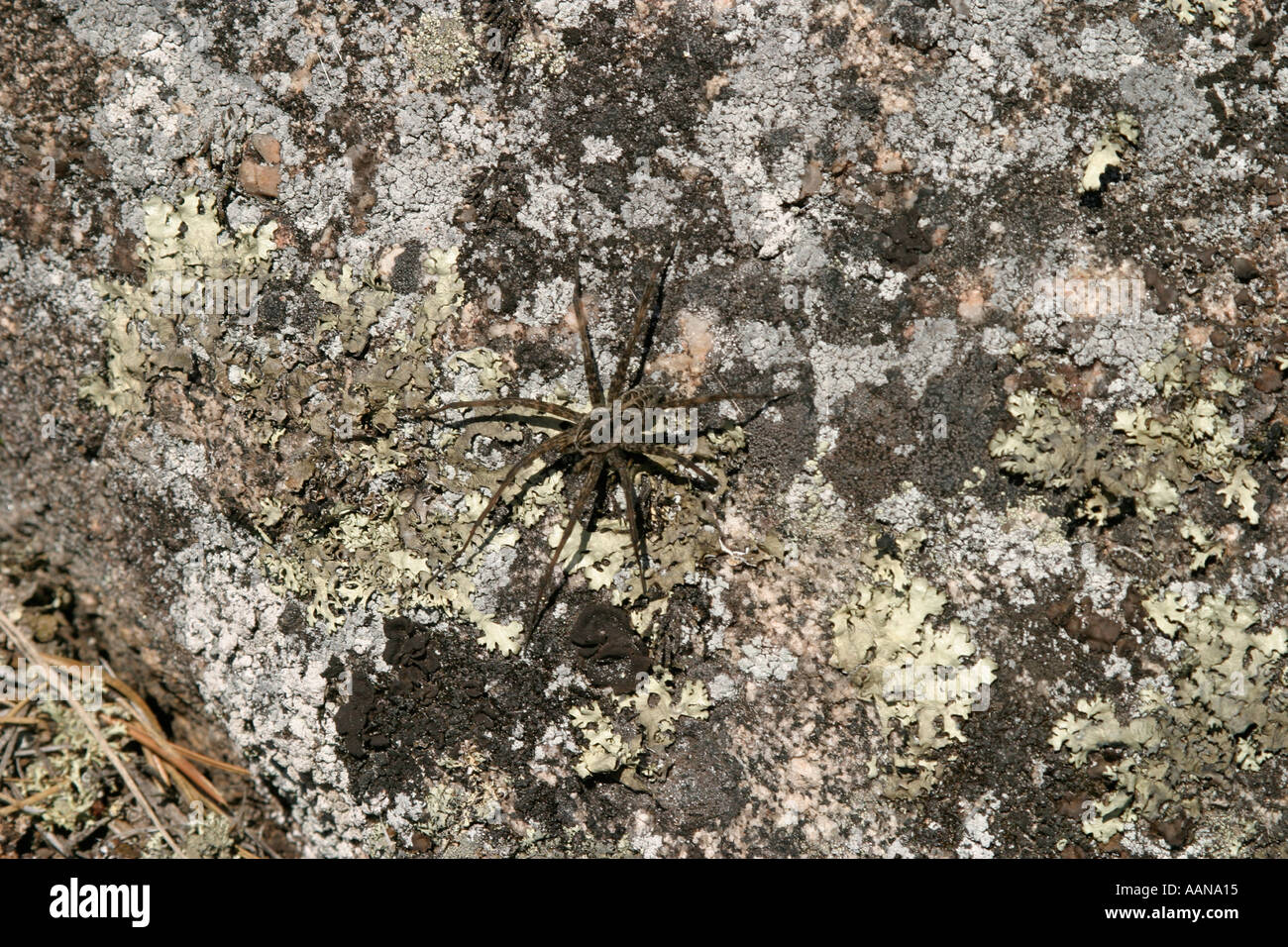 Spider on Lichen Stock Photo - Alamy