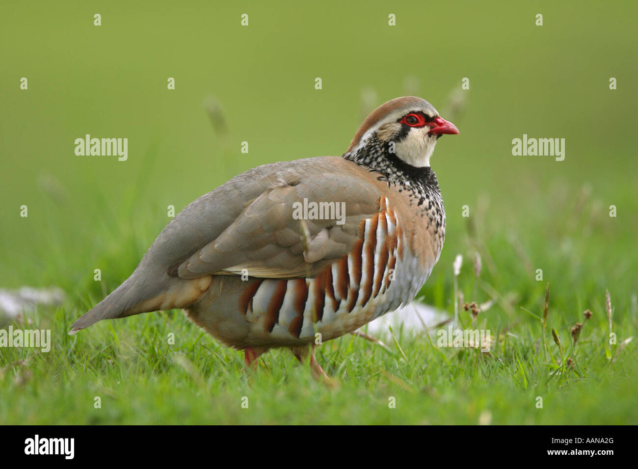 Red Legged Partridge Alectoris rufa walking in a field in the Highlands ...