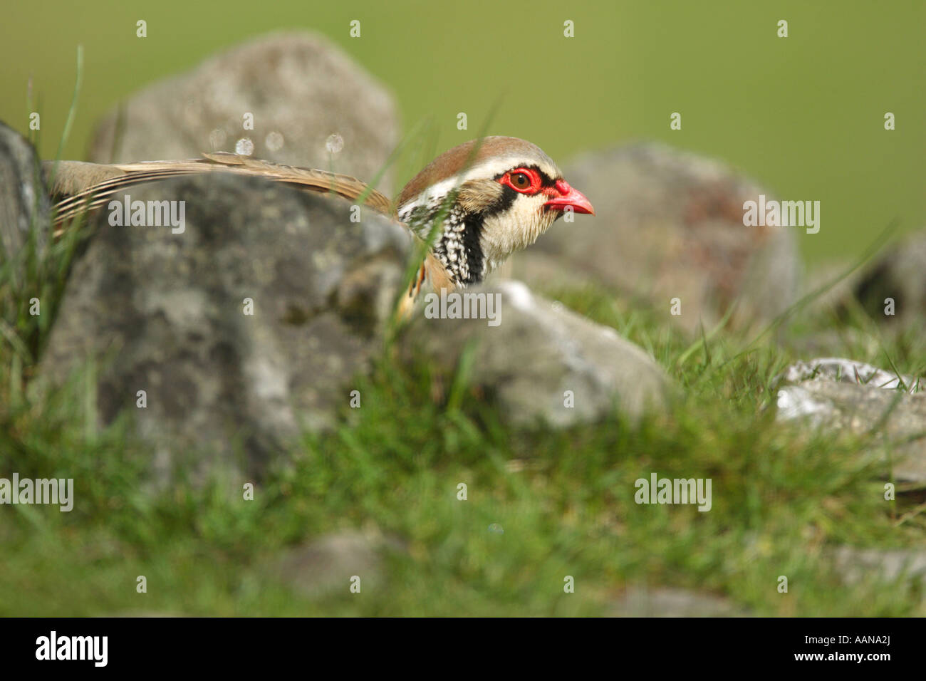 Red Legged Partridge Alectoris rufa looking out from behind a rock in a ...