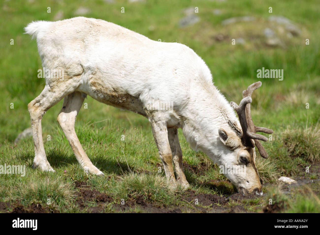 Reindeer Caribou Rangifer tarandus caribou drinking from some water on ...