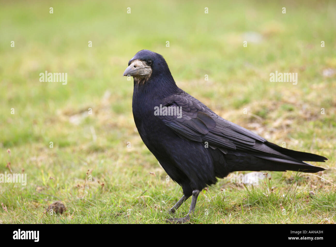 Rook on a stand hi-res stock photography and images - Alamy