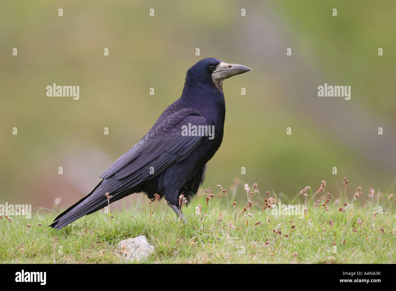 Rook Corvus frugilegus standing on the ground in a field in the ...