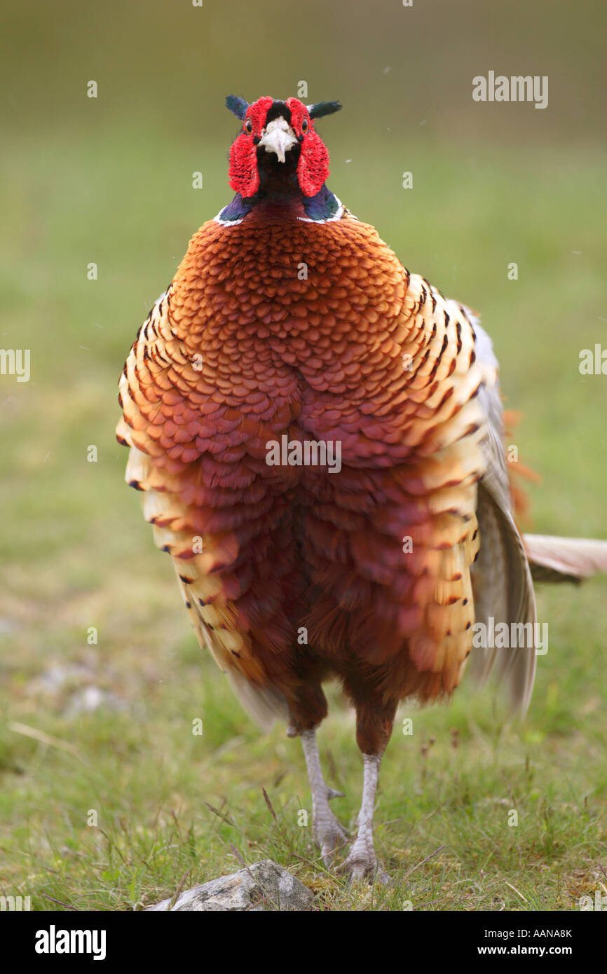 Pheasant Phasianus colchicus Close up of front of Male Pheasant walking ...