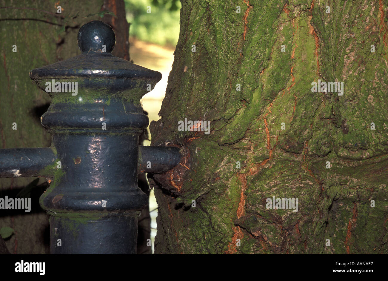 tree growing around an iron railing Stock Photo - Alamy