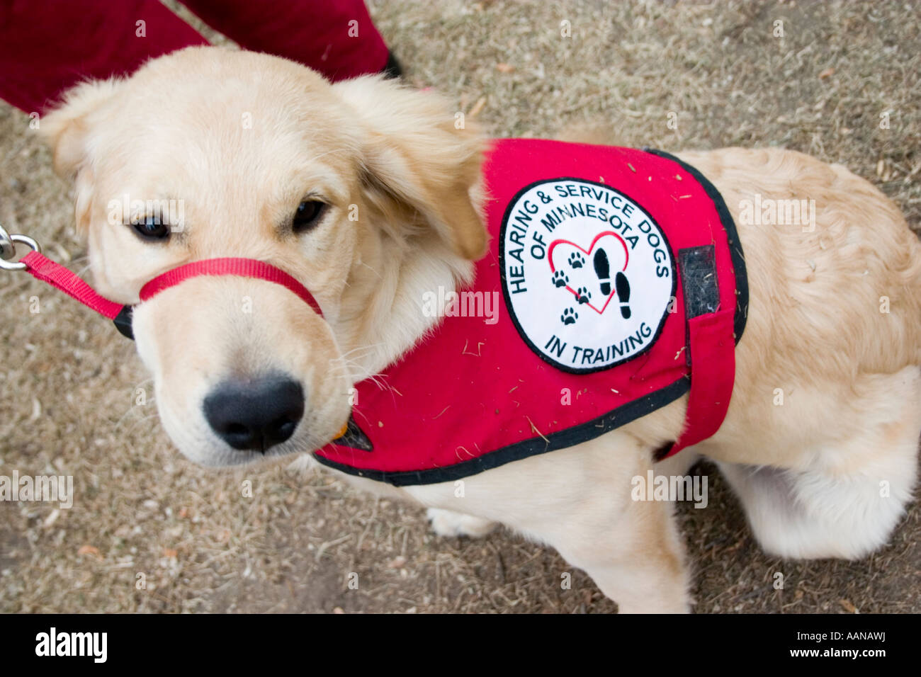 Hearing dog training hi-res stock photography and images - Alamy