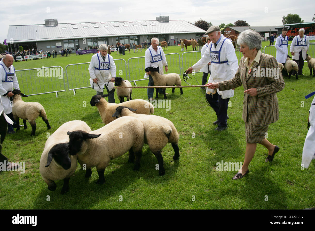 Judging the Suffolk sheep competition, Suffolk agricultural Show ...