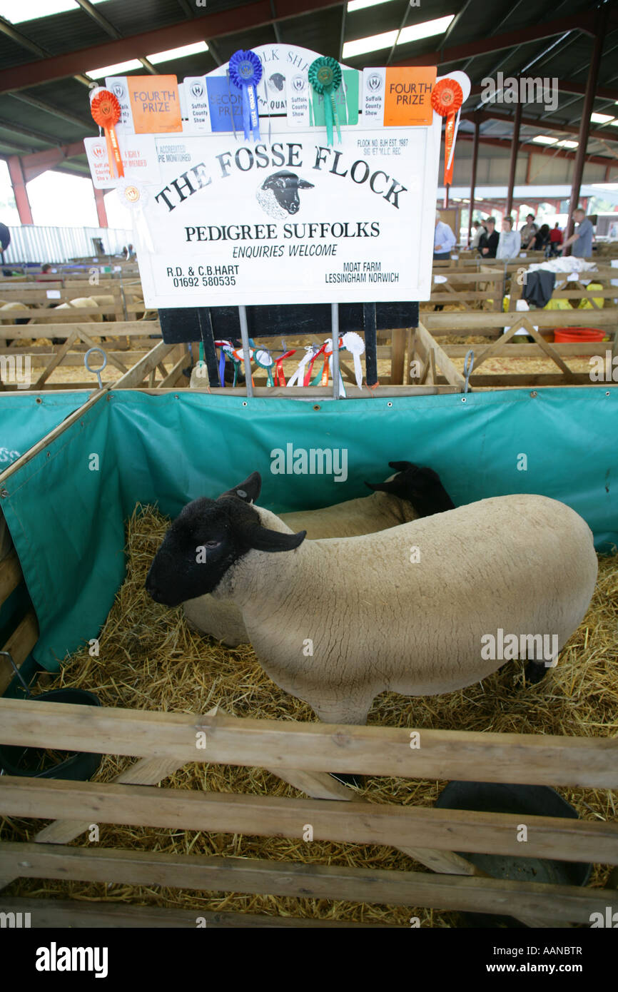 Prize-winning Suffolk sheep, Suffolk Show, England, UK Stock Photo - Alamy