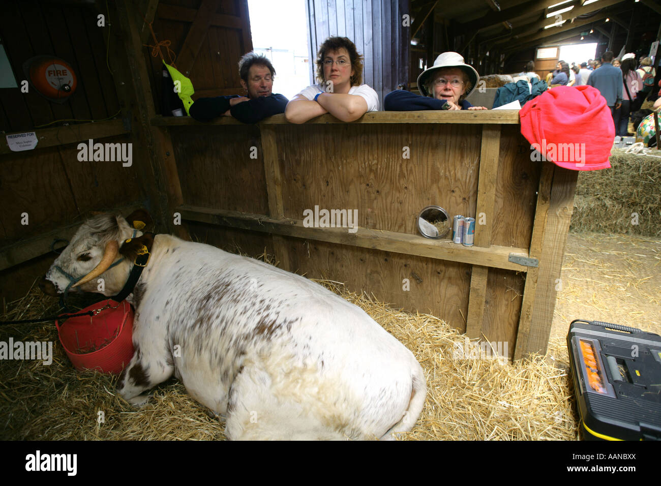 Cattle exhibitors and cow, Suffolk agricultural Show, England, UK Stock ...