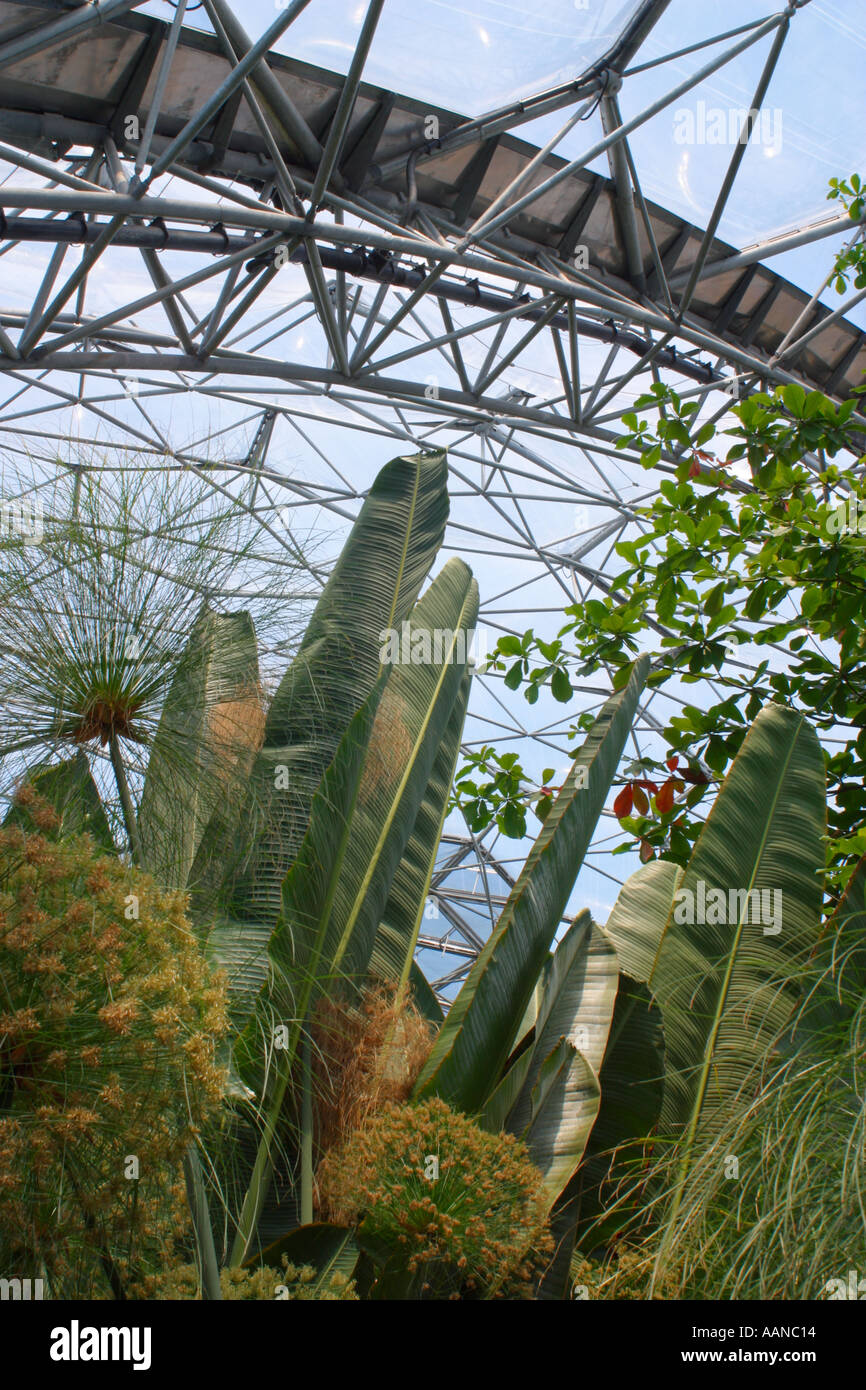 'biodome' interior, Eden Project, St Austell, Cornwall, England, UK ...