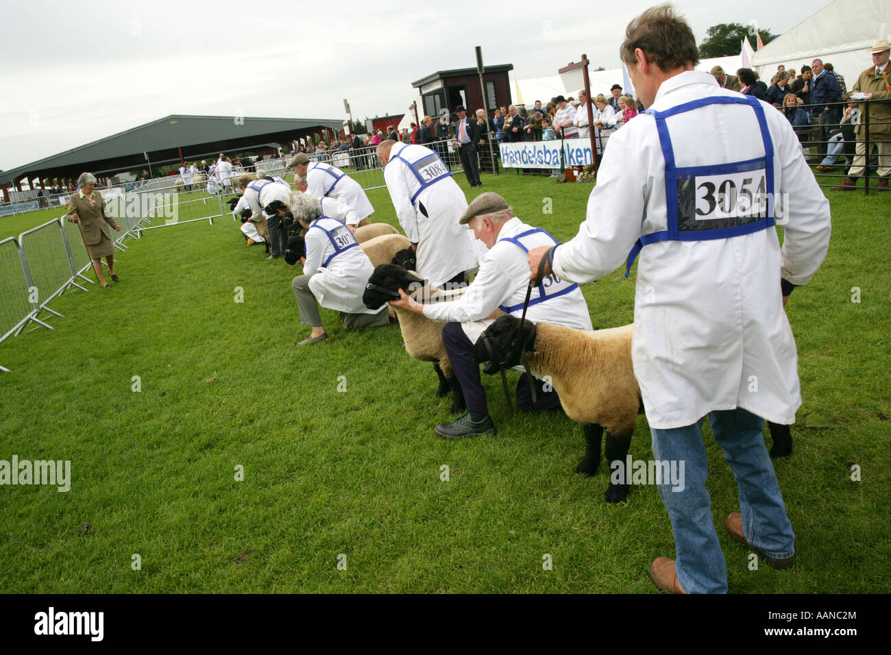 Suffolk sheep competition, Suffolk agricultural show, England, UK Stock ...