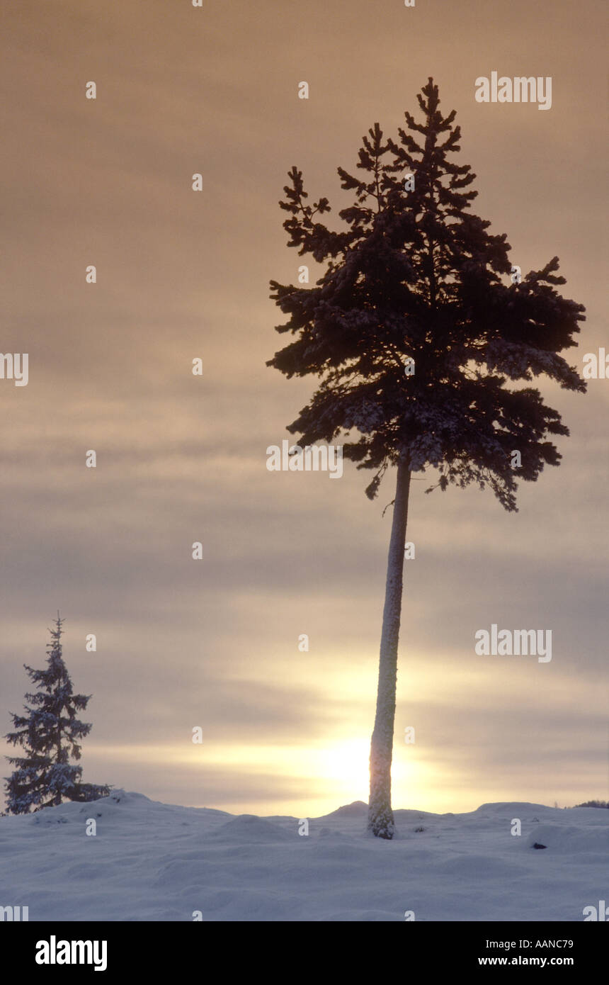 Scots Pine Tree Stock Photo - Alamy