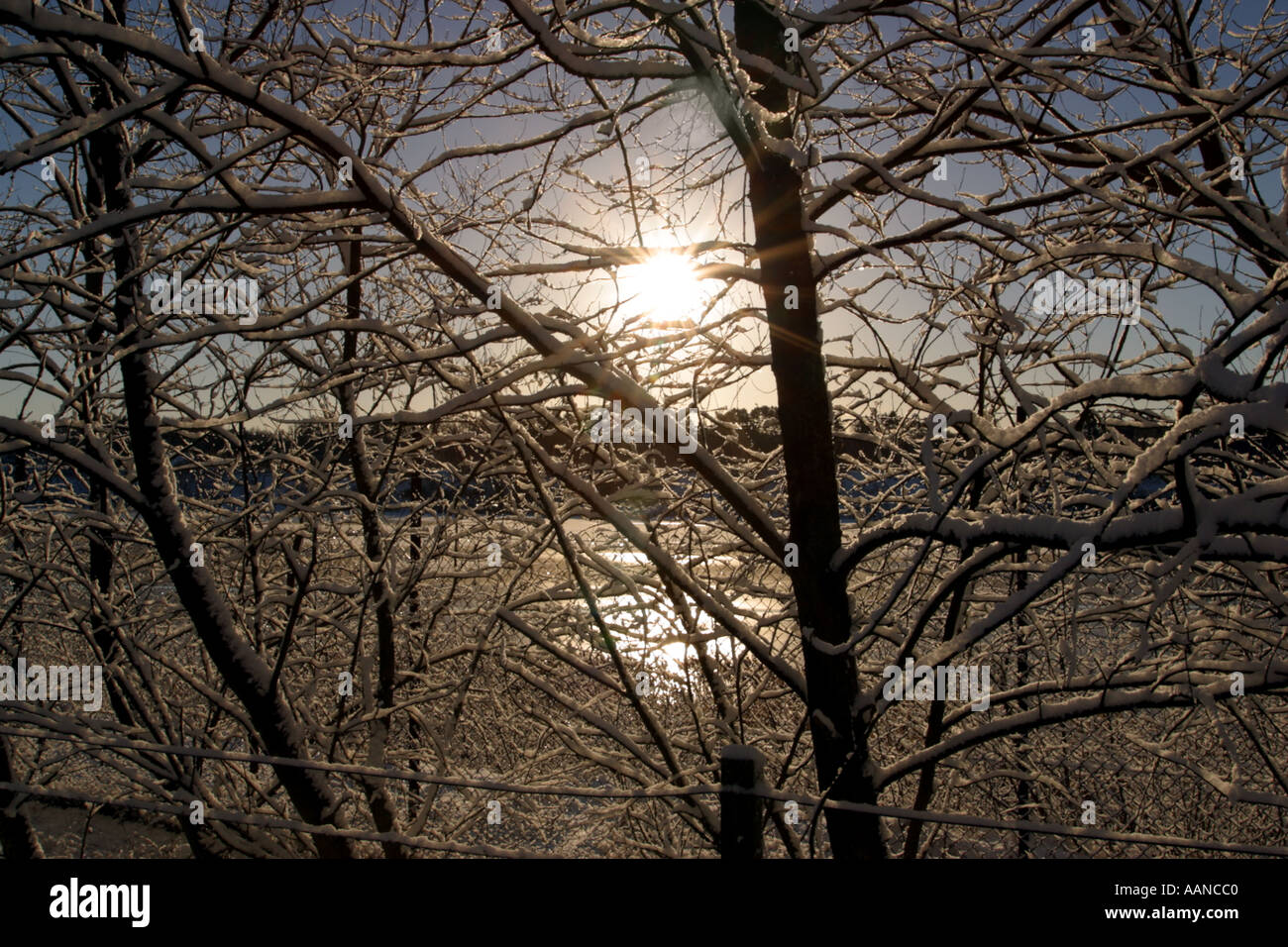 sun rising through trees covered with snow Stock Photo - Alamy
