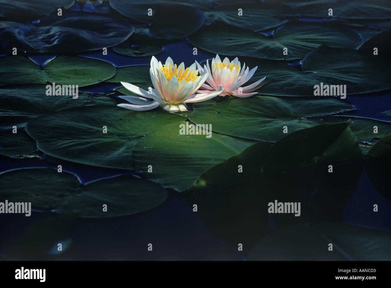 Pond plants water lilies hi-res stock photography and images - Alamy