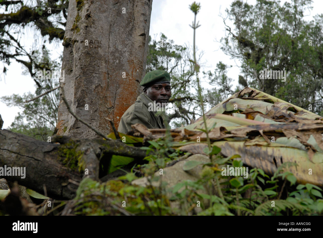 A FARDC Congolese government soldier sits on a tree branch in a rural ...